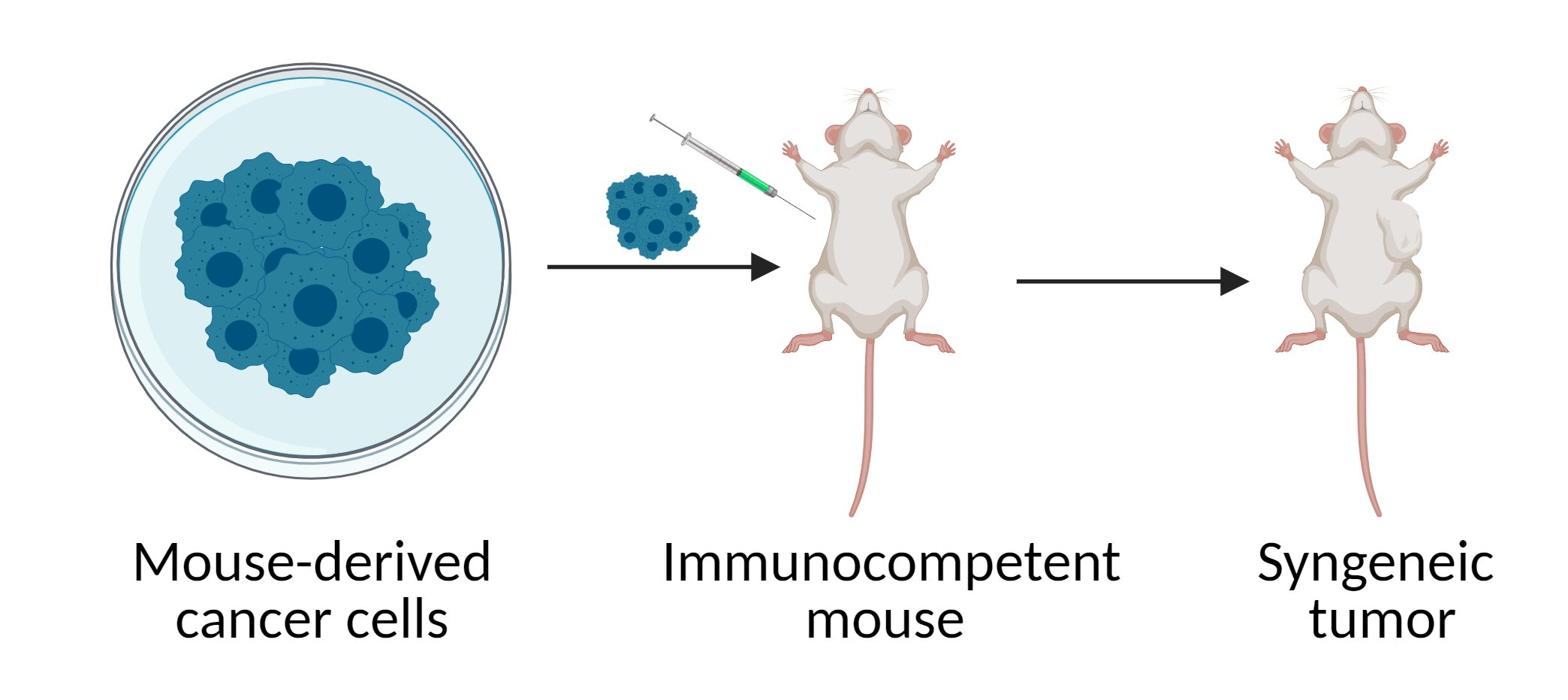 Preclinical models of immuno-oncology therapeutics